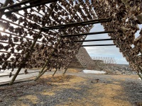 Architecture Follows Fish - Fishing Architecture